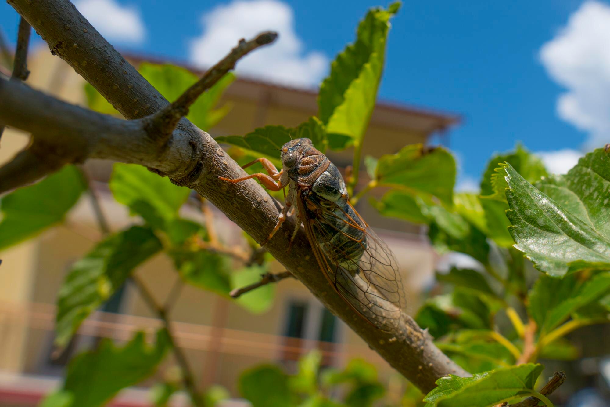 Stay Ahead: Tackling Seasonal Pest Threats in the Western Cape ...
