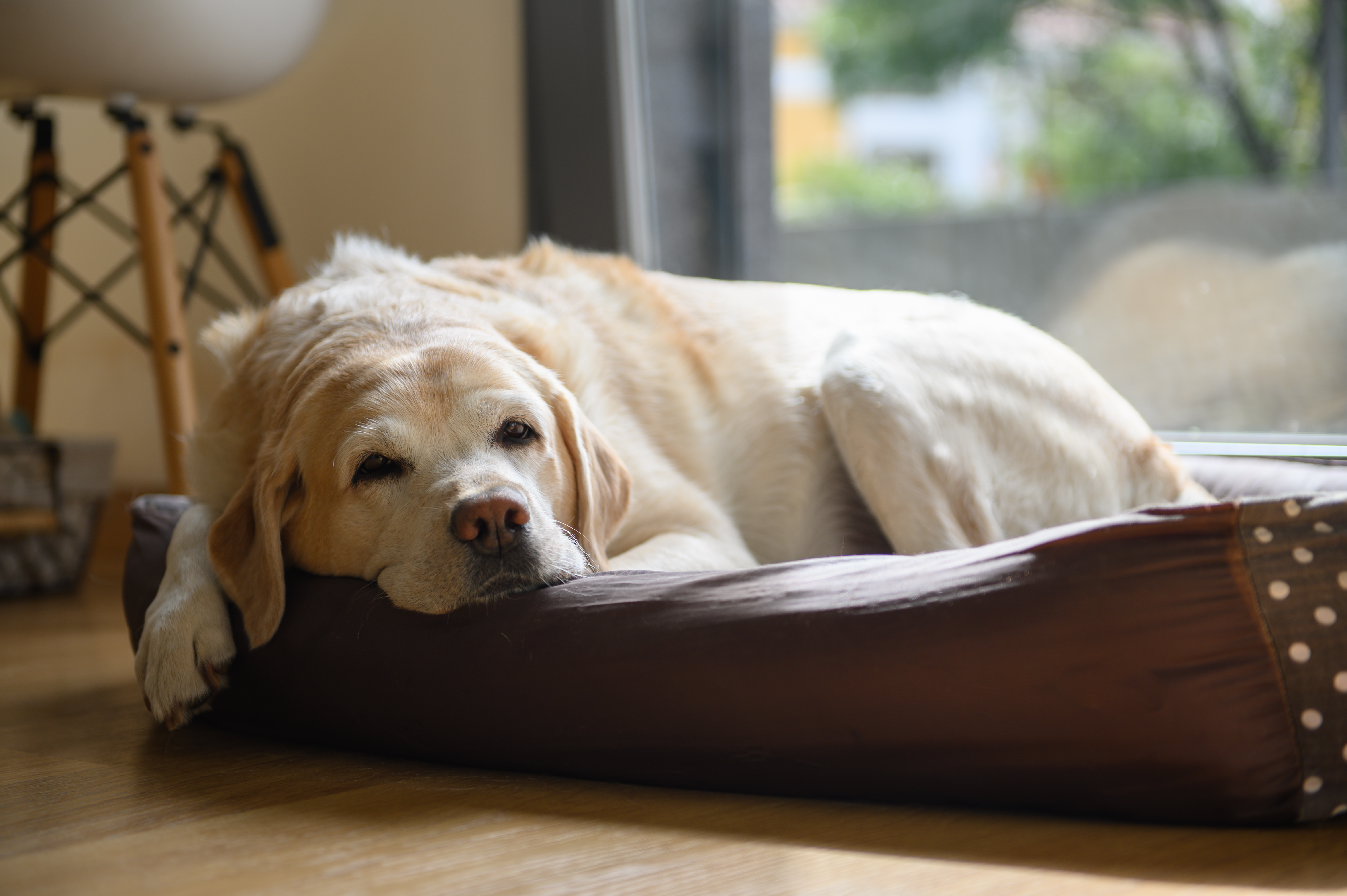early signs of illness in senior pets | pet illness detection tips ...