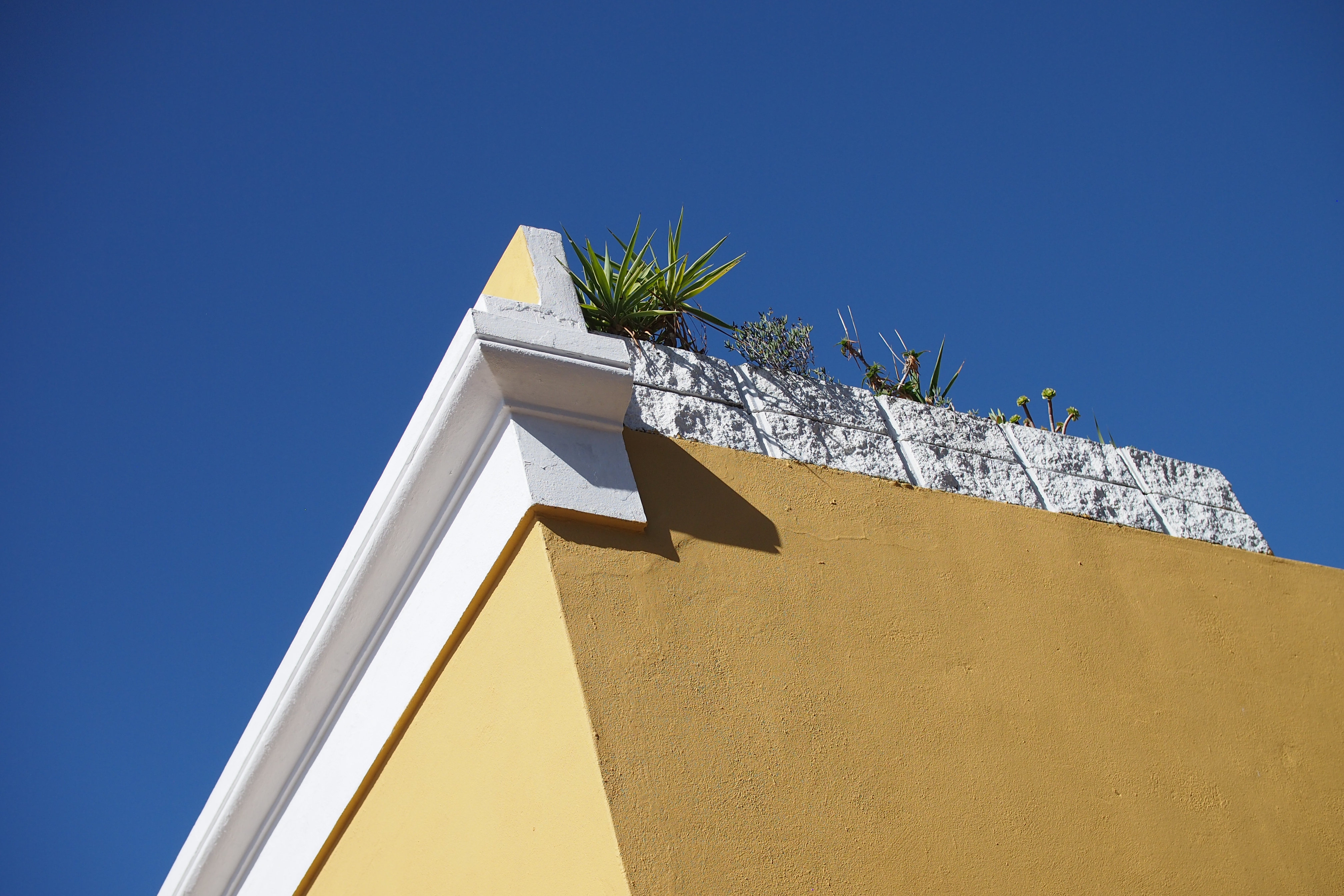 Family-Owned Pest Control in Cape Town: Safe, Personal, and Proven ...