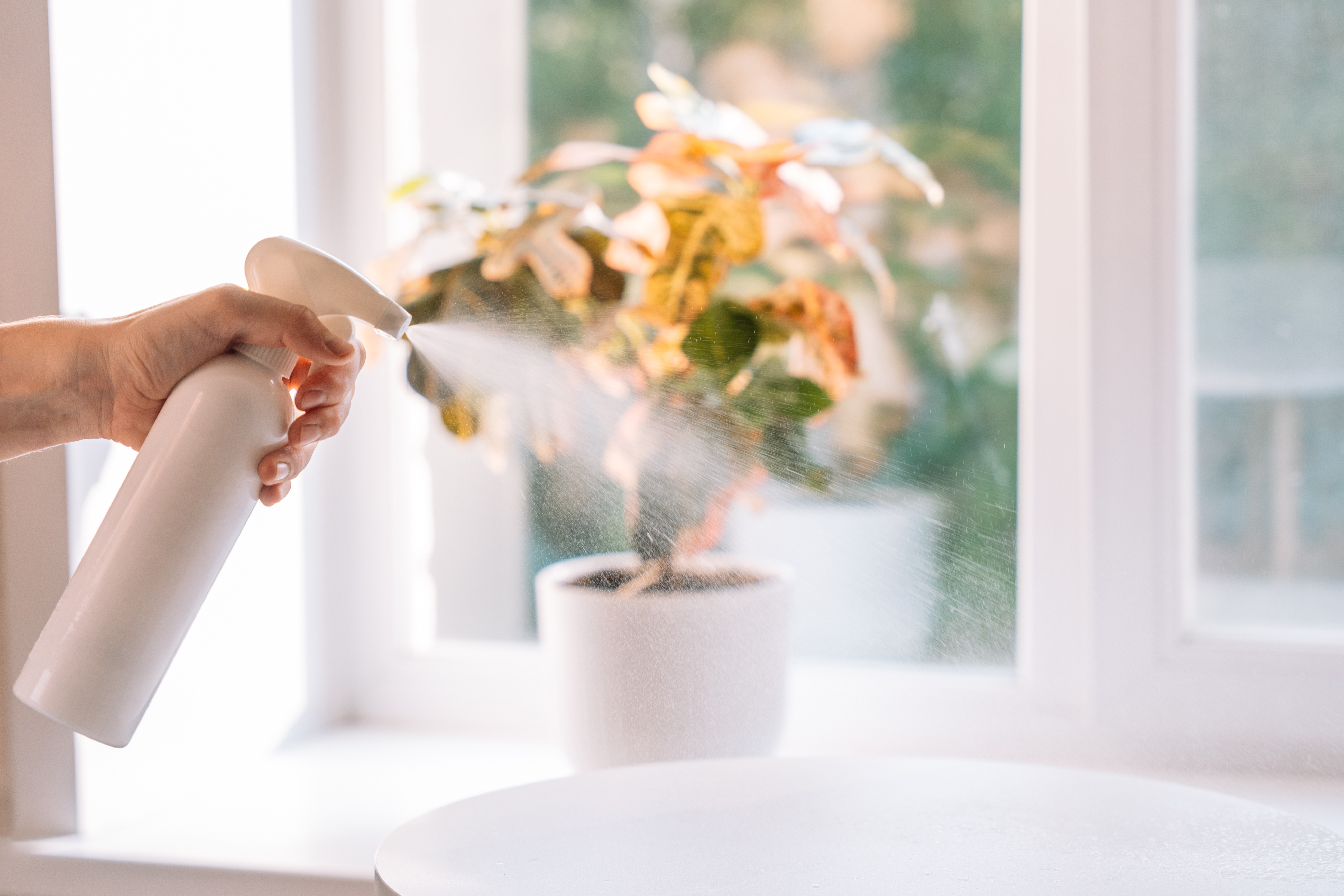 Preparing Your Home for Eco-Friendly Pest Control: A No-Vacate Guide ...