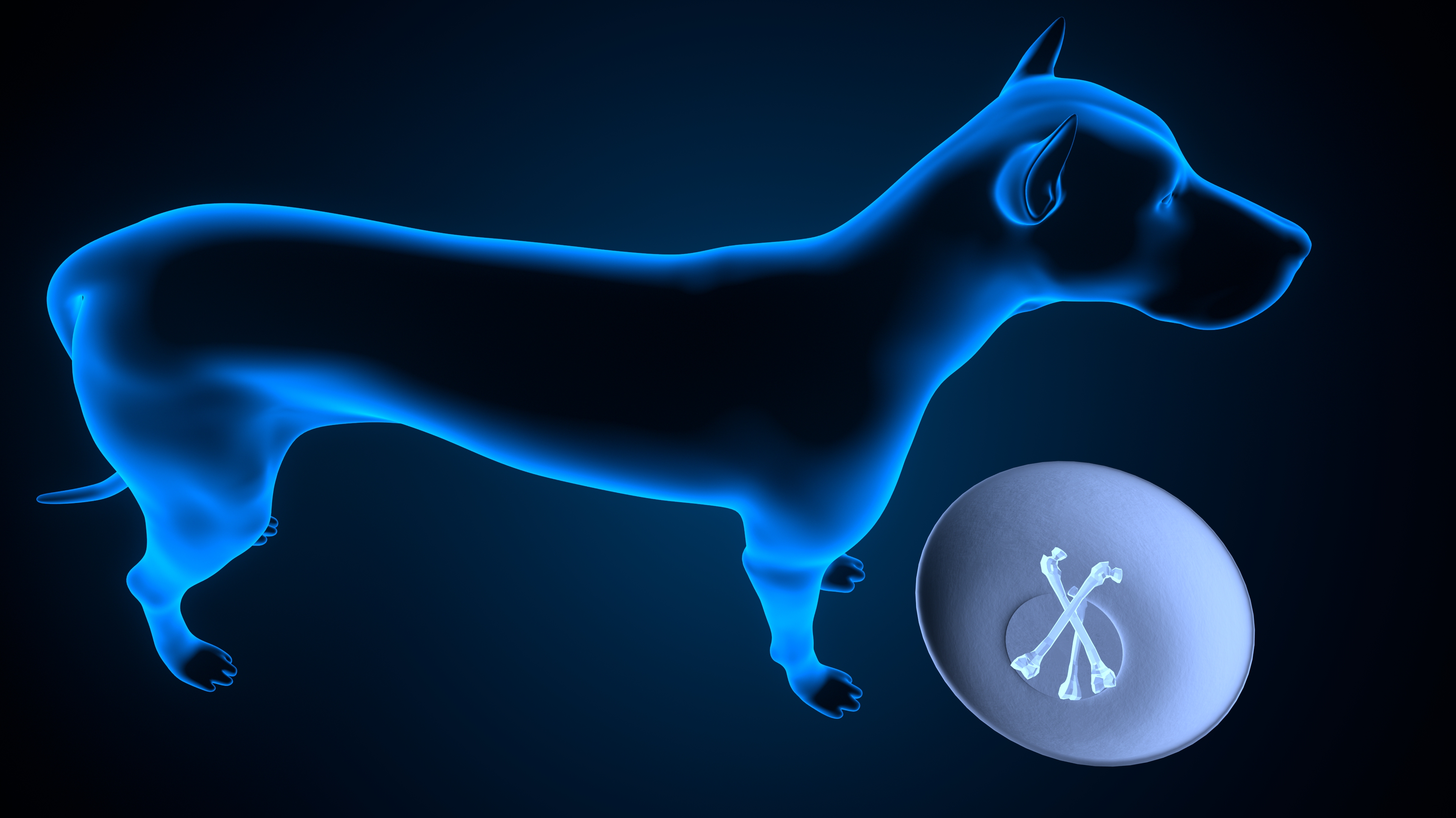 The Future of Veterinary Anatomy Learning: Unveiling the Power of AR ...