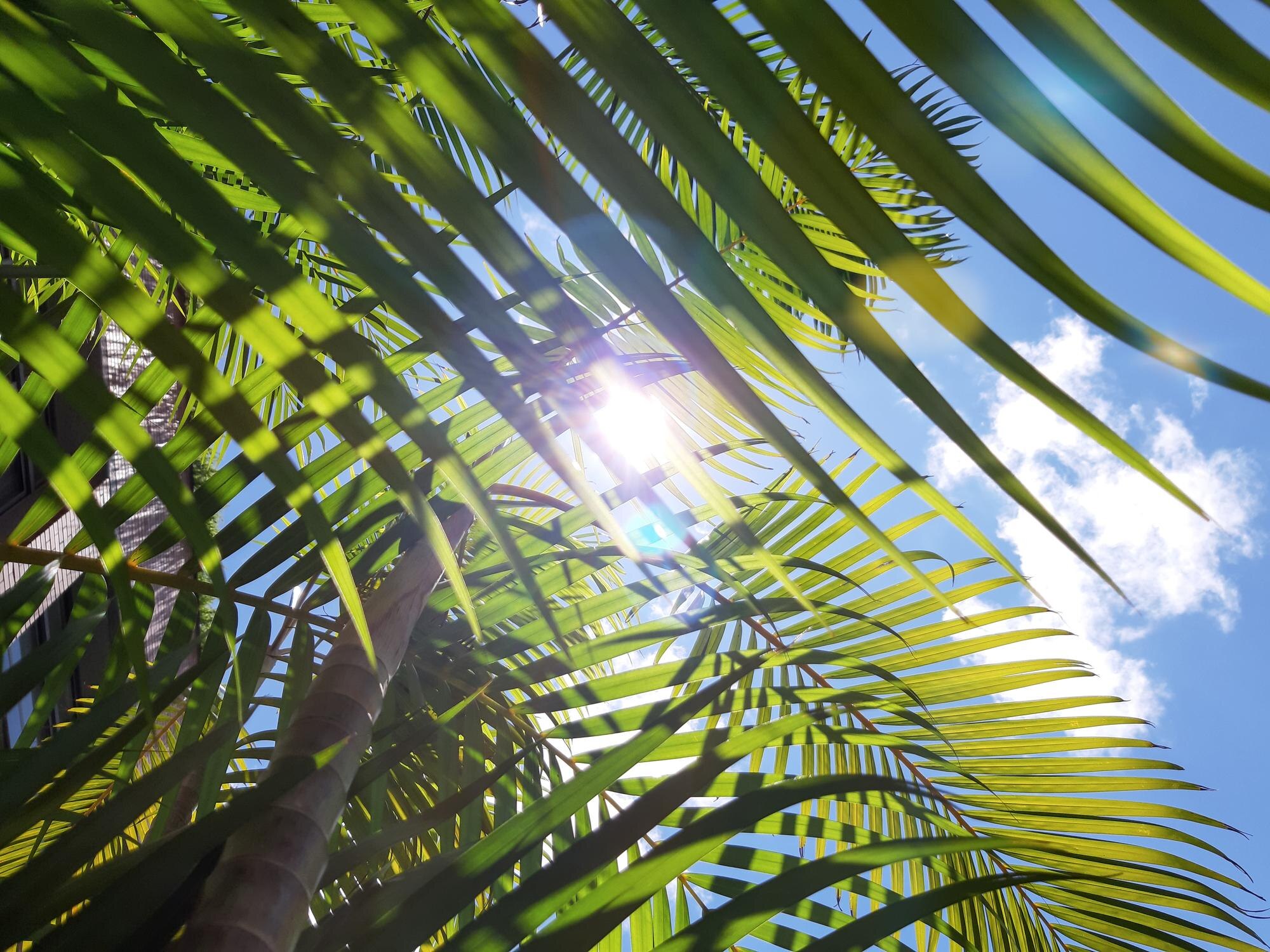 Timing Is Power: Leveraging Global Milestones to Amplify Environmental ...